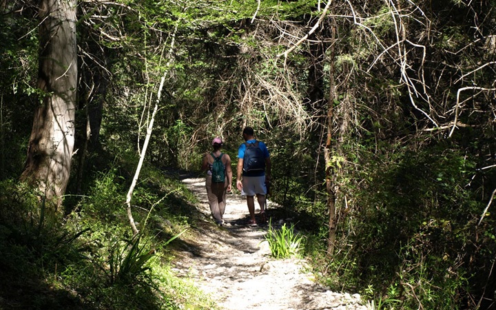 Grazalema hiking: Pinsapar Route Abies pinsapo Aurea