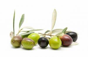 Andalucia olive oil, the best extra virgin olive oils in the world