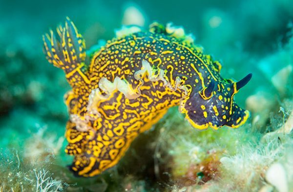 Snorkelling in Andalucia, Scuba diving and diving in Andalucia
