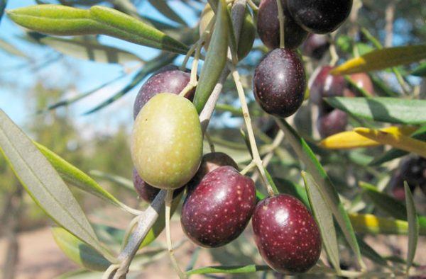 Andalucian olives, the things you didn’t know about them