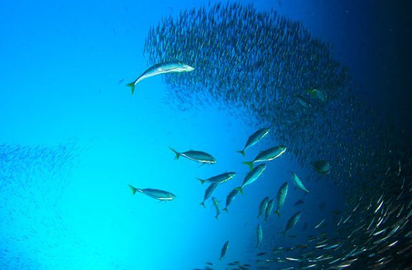 Conil Tuna fish Route. Almadraba Tuna Route in Conil
